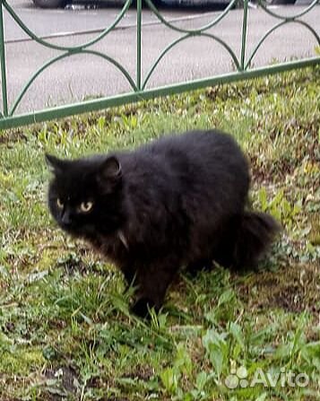 Пушистая красавица Буся