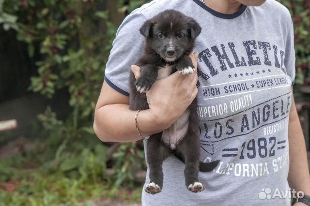 Щенок Эрика 2 м. привита и стерилизована.Привезем