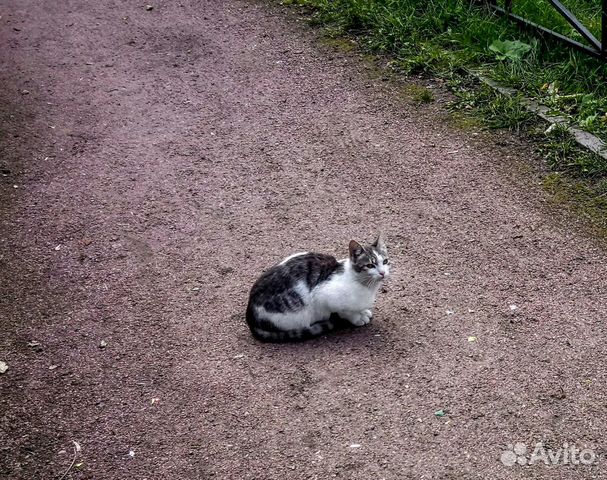 Молоденький кот и кошка (братик и сестра)