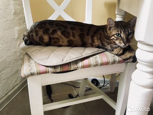 Молодая Бенгалка