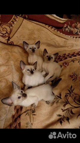 Ориентальные котятки