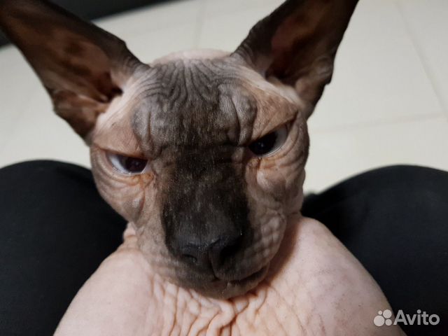Отдам в хорошие руки кота Сфинкса