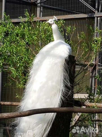 Павлины белые и индийские