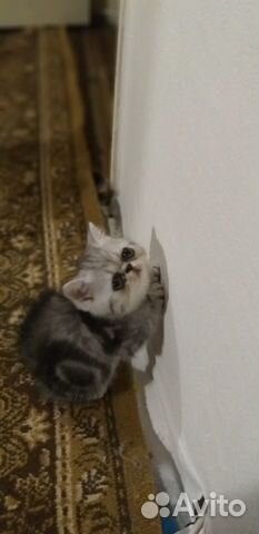 Вискас экзотик