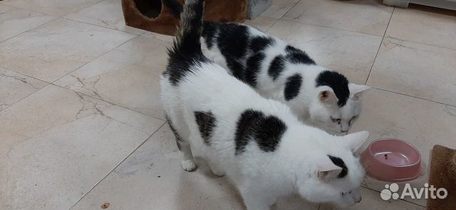 Кошек не заводят, им дарят жизнь