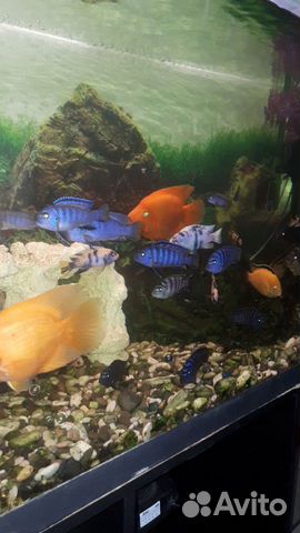 Рыбки аквариумные