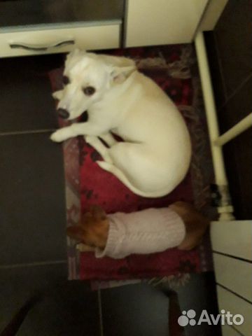 Отдам а опытные надежные руки