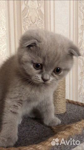 Шотландские кошки