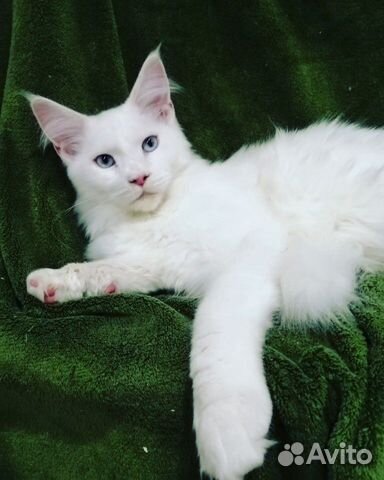 Белый, голубоглазый котик мейн кун