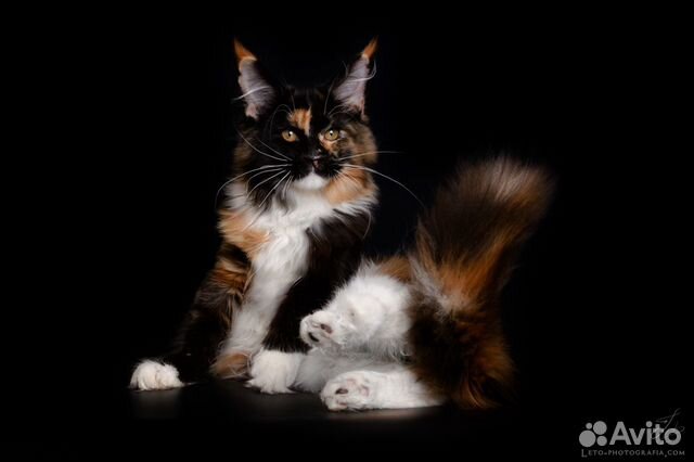 Продаётся кошечка красоточка породы мейн кун