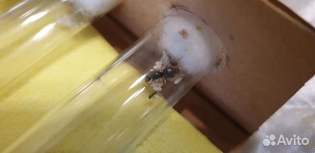 Отдам муравьев для формикария