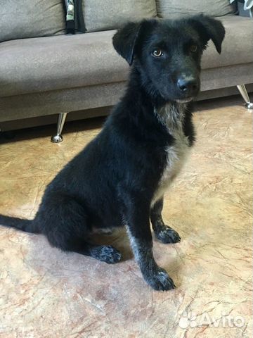 Двортерьер Джек