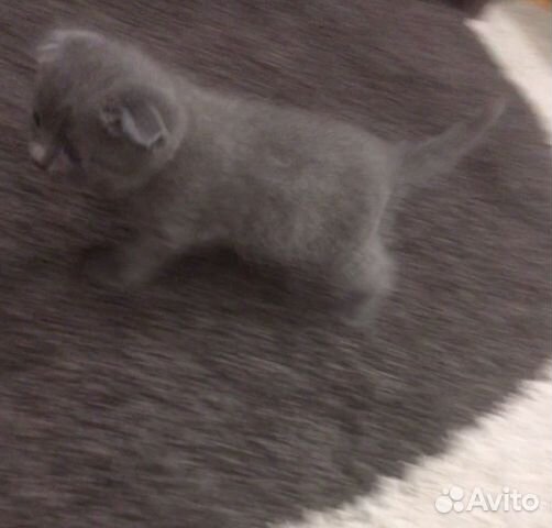 Котята Шотландской вислоухой