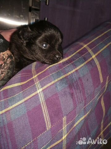 Щенки Шпица