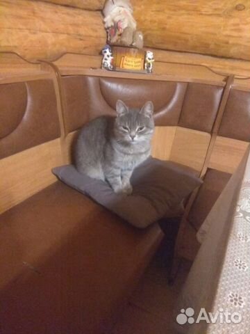 Котик ищет дом