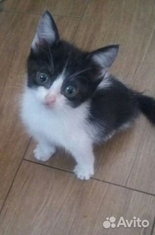 Котёнок