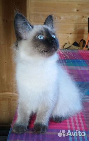 Кошечка, 3 месяца