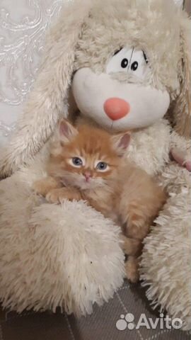 Рыжий котенок Лёва сибирский 2мес.мальчик