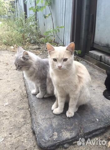 Кошки и котята выловлю любого