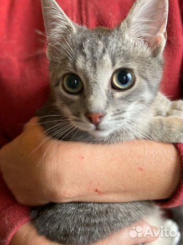 Малышка Адель ждет маму