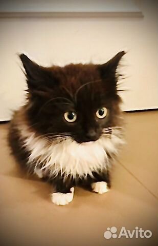 Отдам котенка как из мультика