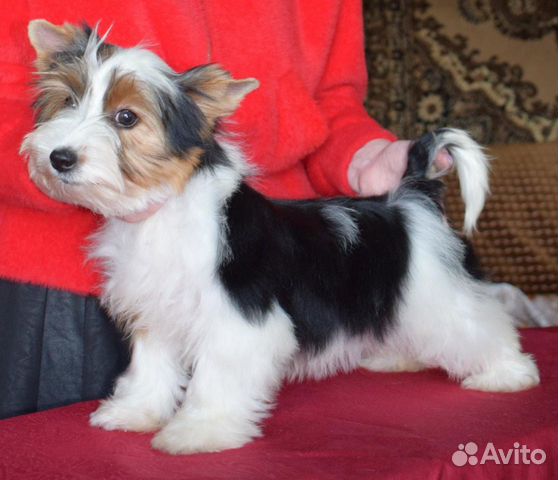 Кобелек продается