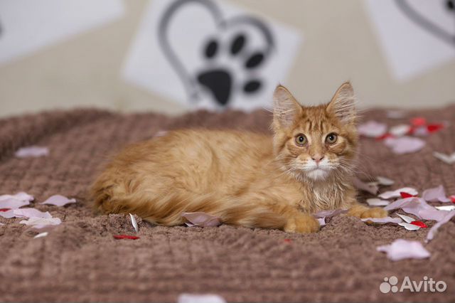 Котенок мальчик красный тигр