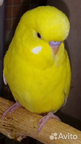 Лимончик, птенчик