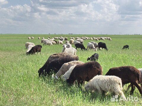 Ягнята матки козлята