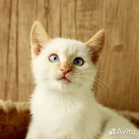 Милый котёнок Каспер в добрые руки