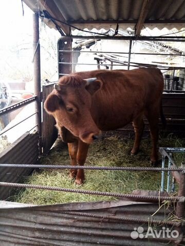 Тёлка 1.6 года