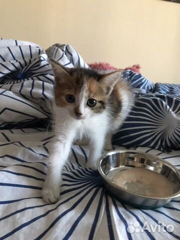 Отдам котёнка 1,5мес