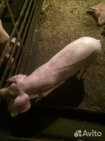 Кабанчик на племя