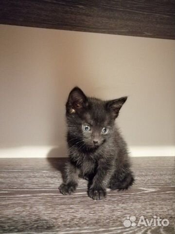 Кому маленькое счастье в дом