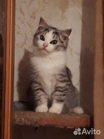 Кошечка 4 месяца, Совушка (Сонечка)