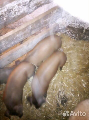 Поросята породы дюрок