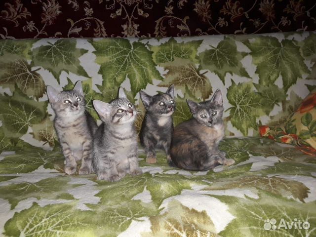 Отдам даром Котёнка