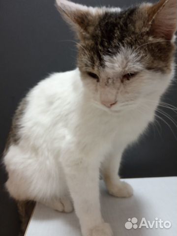 Умная кошечка