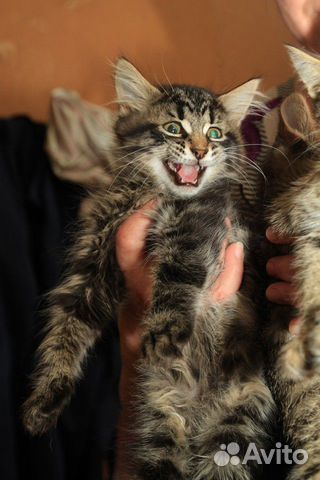 Изумительный сибирский котенок ищет дом