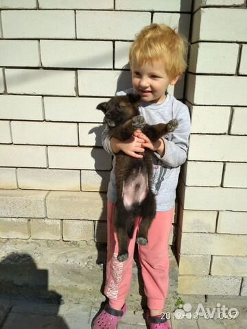 Щенок в добрые руки