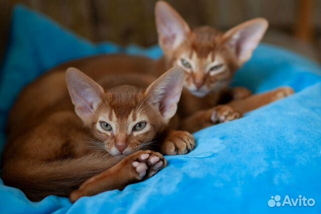 Абиссинские котята