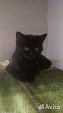 Котик Джингер