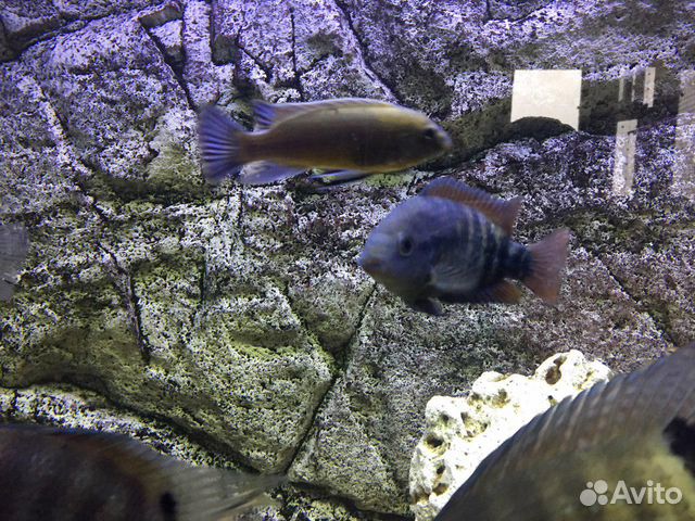 Бражники, моутбридер, нанокары,тревавас чилумба