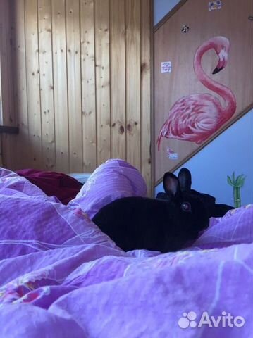 Кролик с клеткой