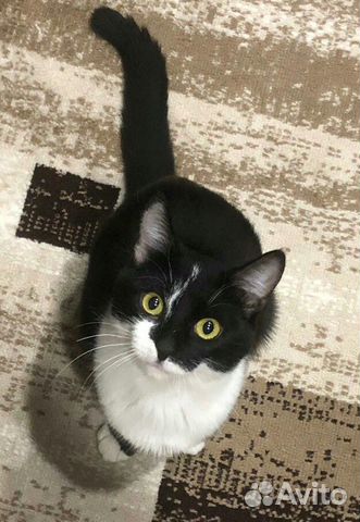 Кот Клубок ищет дом