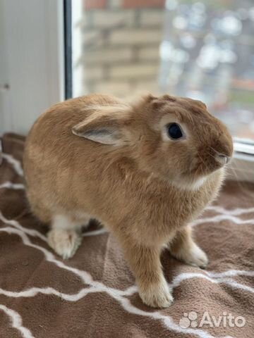 Продам очаровательную, молодую крольчиху. 4 месяца
