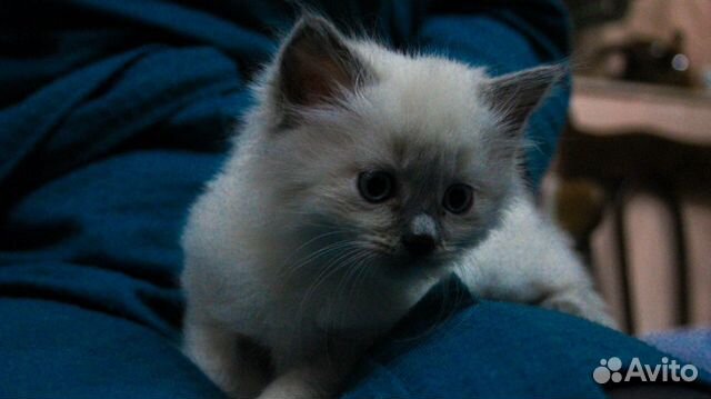 Котята, невская маскарадная