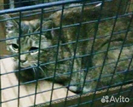 Кошка беременная Нужны ручки или Передержка