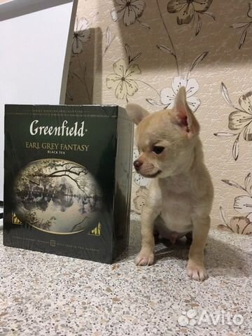 Щенок чихуахуа