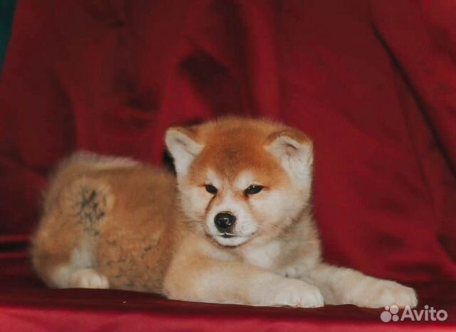 Акиточка мальчик